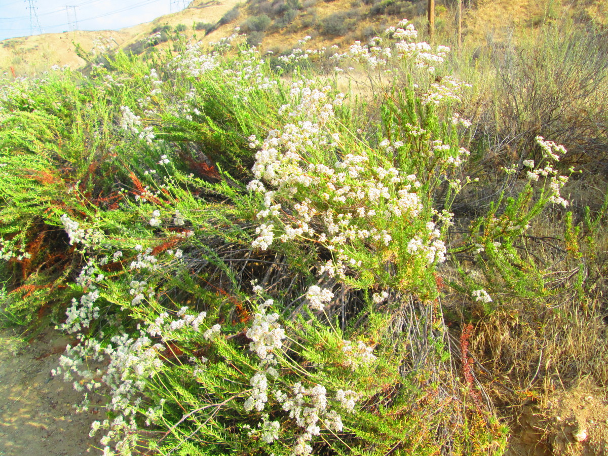 Hiking at Hulda Crooks Park - HubPages