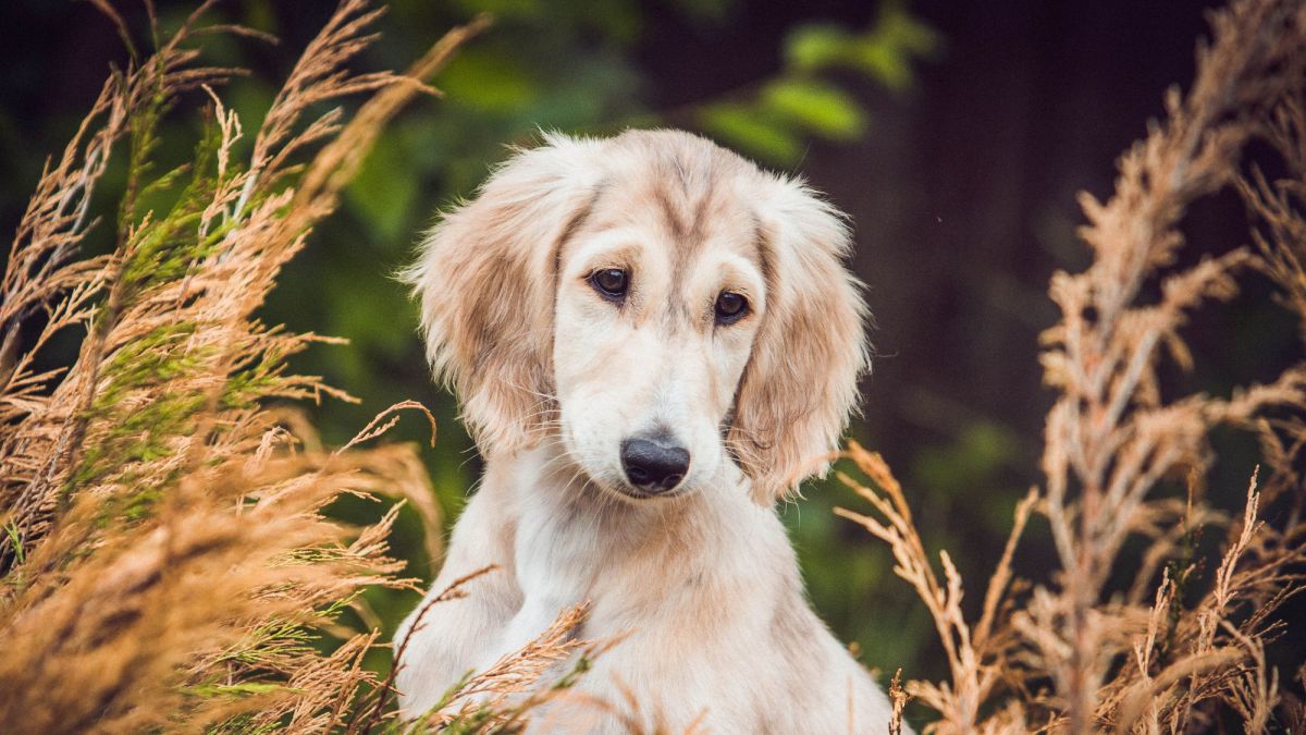 Understanding the Saluki: Traits, History, and Care of the Persian ...