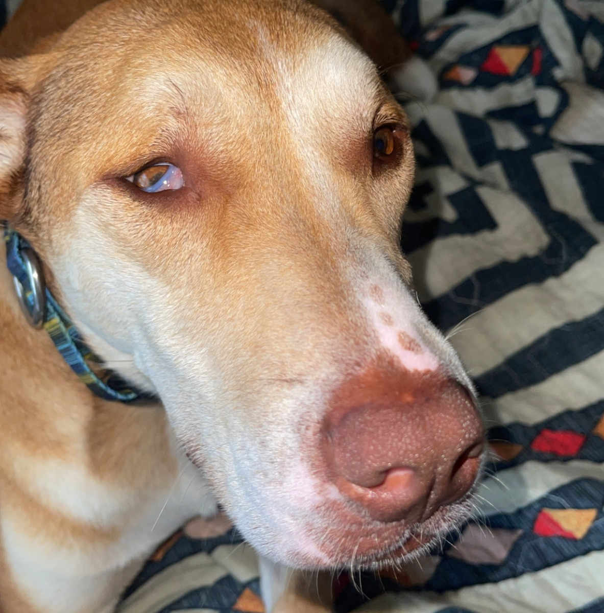 Why Is My Dog No Longer Doing Well on Steroids for Myositis? - PetHelpful