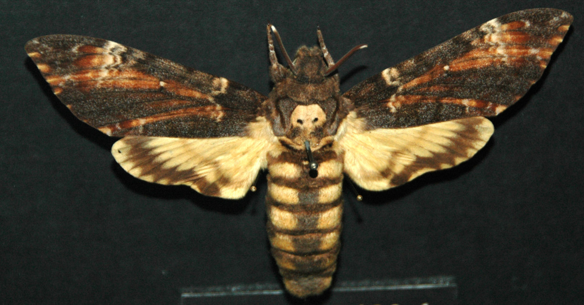 Strange Moths