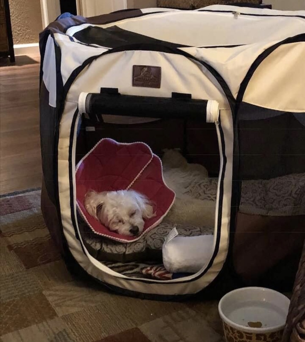 Three Items You and Your Dog Need During Recovery - HubPages