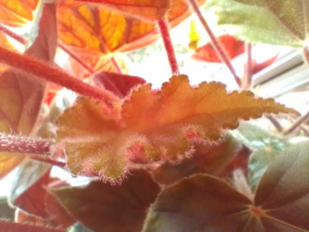 Begonia Credneri Plant Care Guide - HubPages