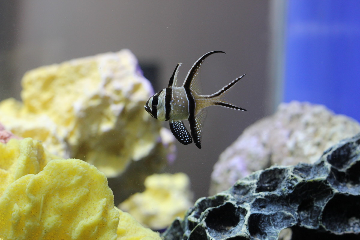 Building a Peaceful Marine Community: Choosing the Right Fish for Your ...