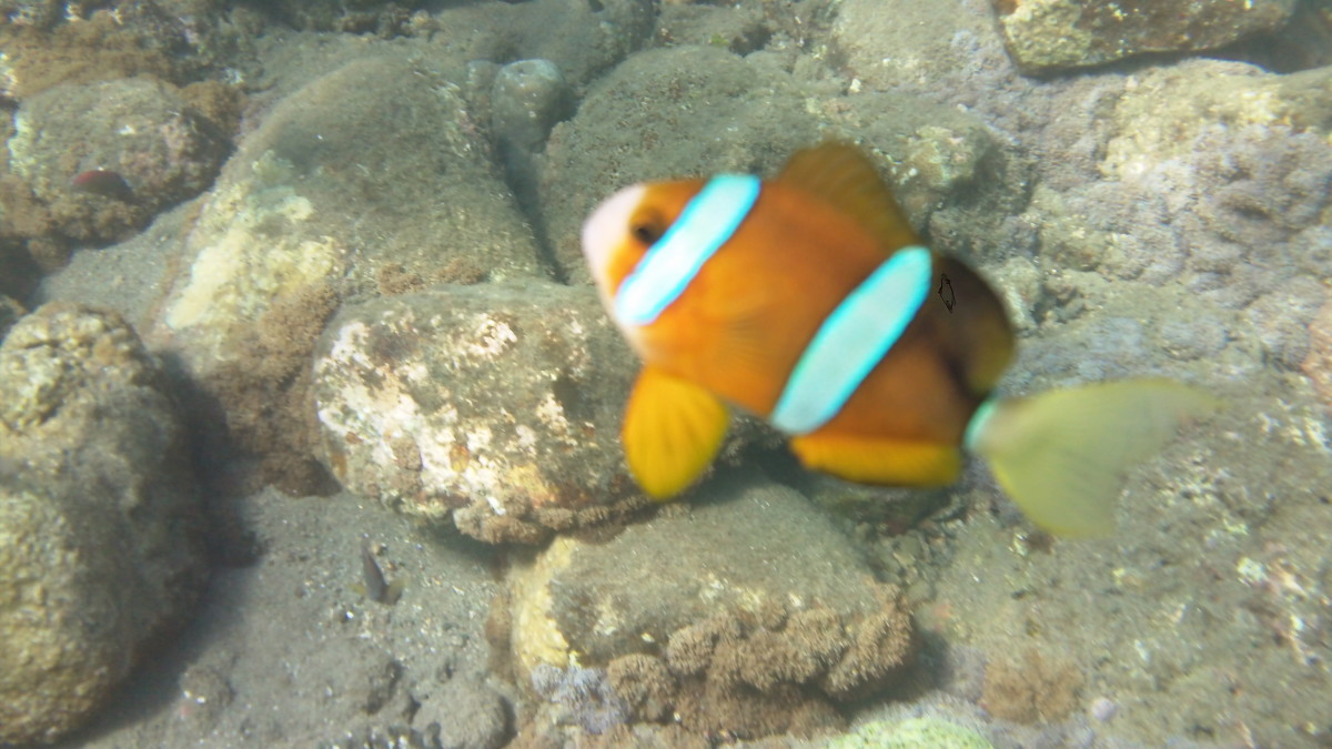 Building a Peaceful Marine Community: Choosing the Right Fish for Your ...