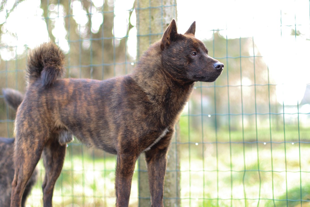 Exploring 7 Native Japanese Dog Breeds - HubPages