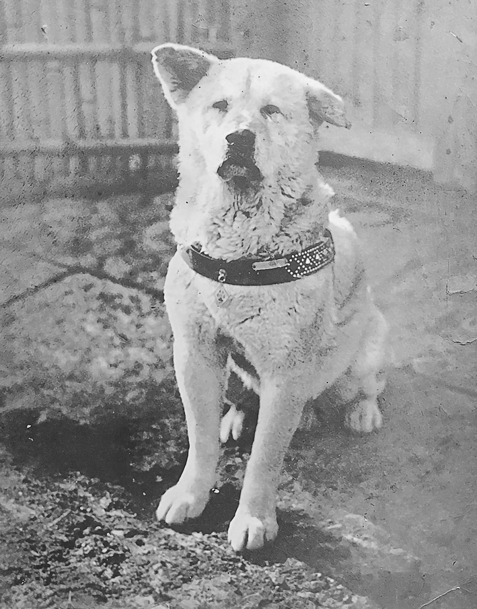 Exploring 7 Native Japanese Dog Breeds - HubPages
