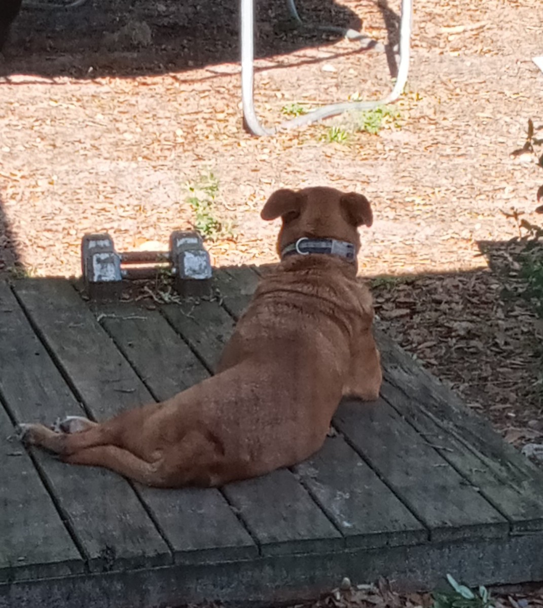 Pickles, A Wonder Pup - HubPages