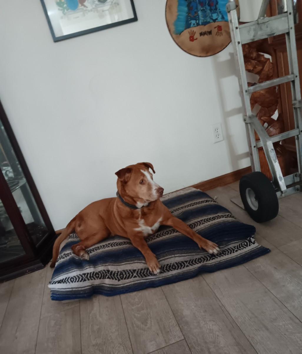 Pickles, A Wonder Pup - HubPages