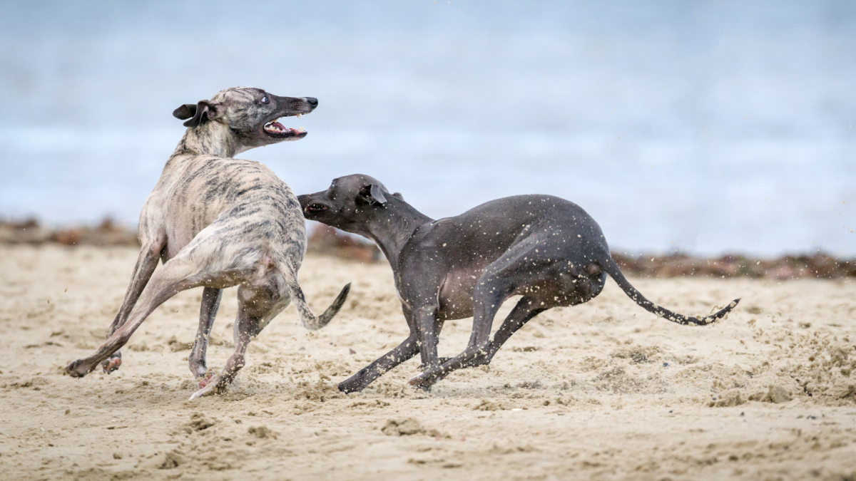 Greyhounds Uncovered: A Comprehensive Guide to This Sleek and Elegant ...