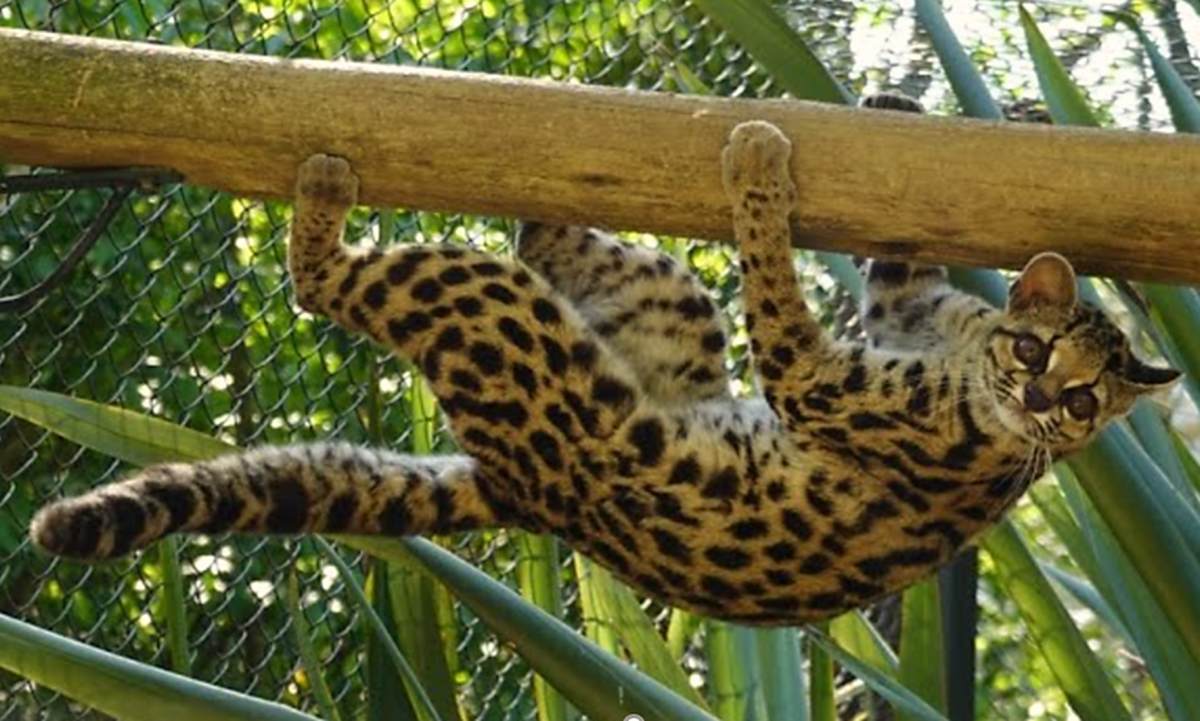 17 Kinds of Cat That Look Like Other Animals - HubPages