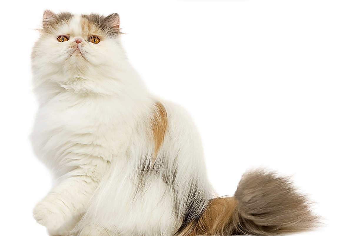 17 Kinds of Cat That Look Like Other Animals - HubPages