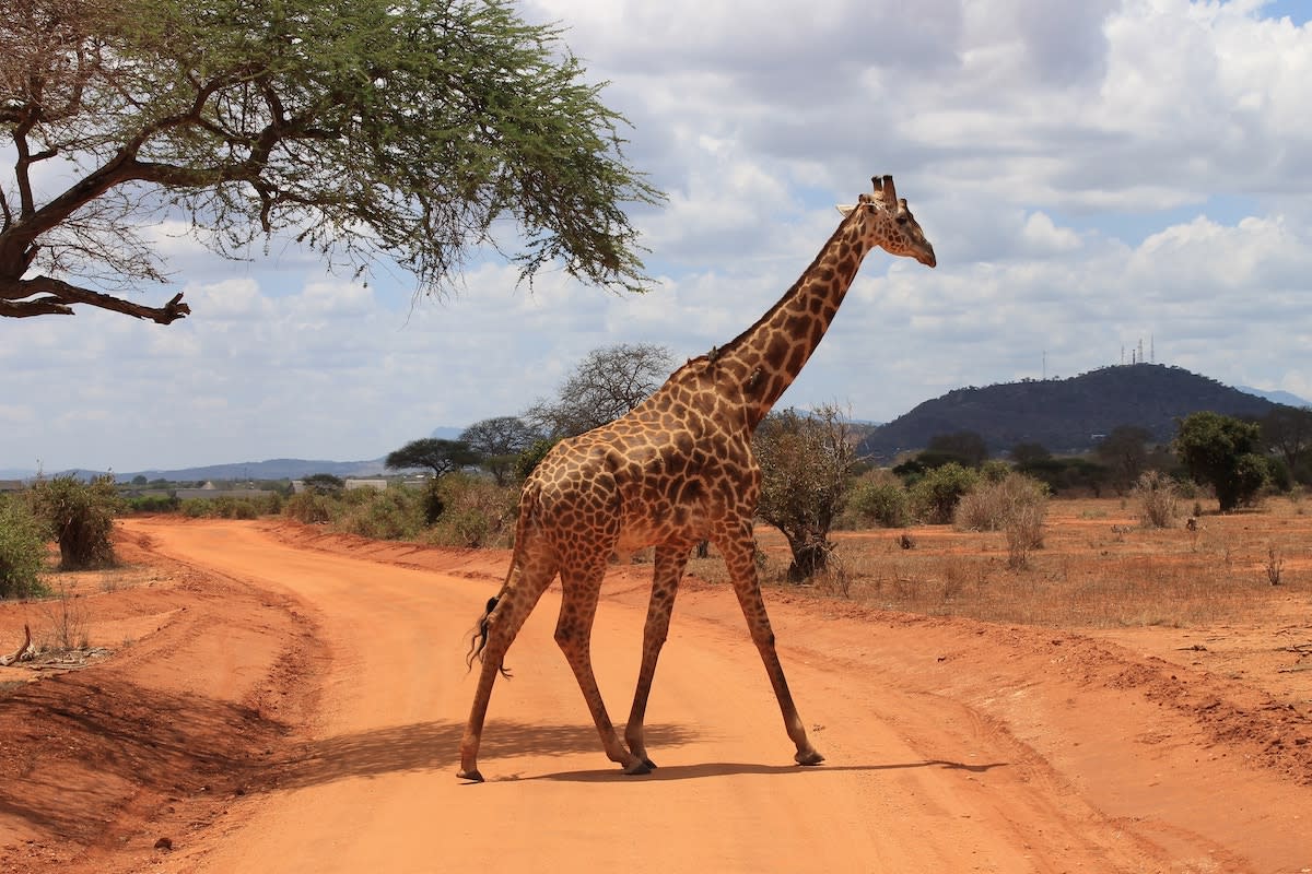 See the Wild Footage of a Giraffe Chasing a Couple’s Jeep That Looks ...