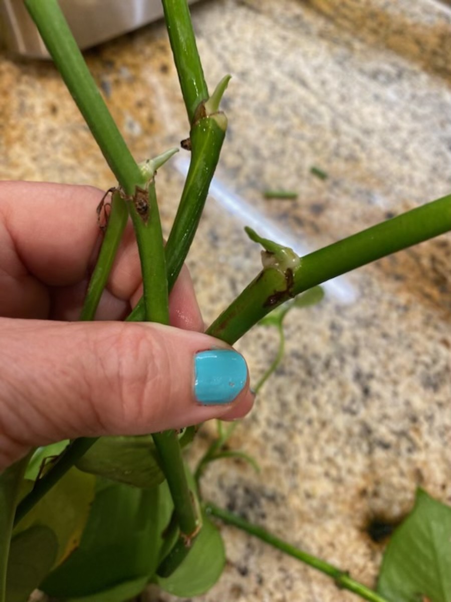 The Easy Way To Propogate a Pothos Plant - HubPages