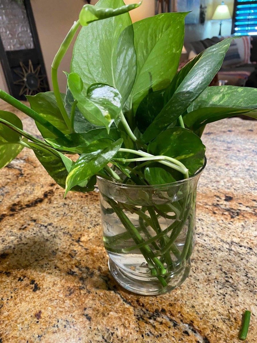The Easy Way To Propogate a Pothos Plant - HubPages