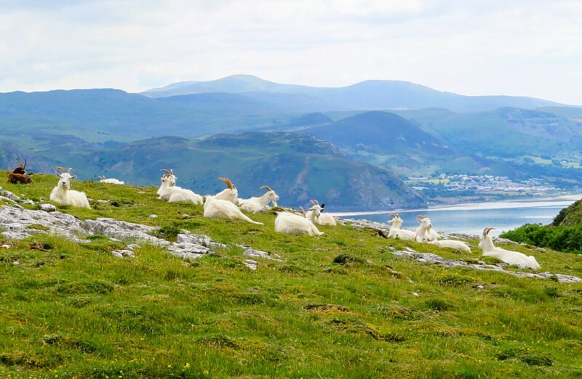 A Day Out In Llandudno Wales Wanderwisdom