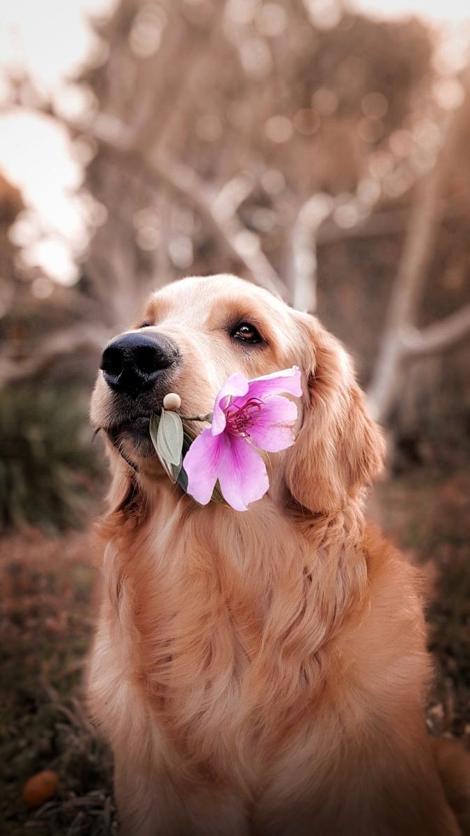 150 Gentle Dog Names for Happy Pups (With Their Meanings) - HubPages