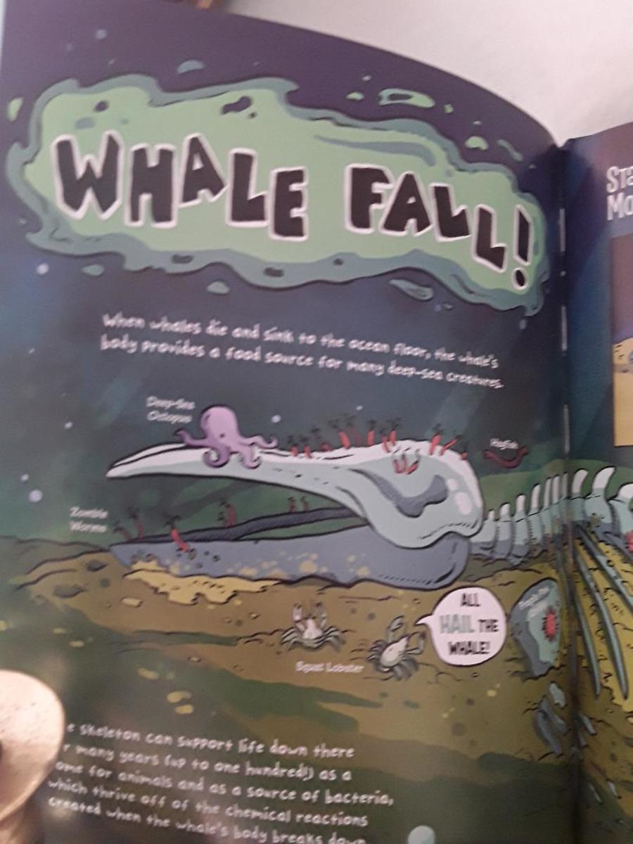 Sea Creatures At the Depths of the Ocean in Creative and Educational ...