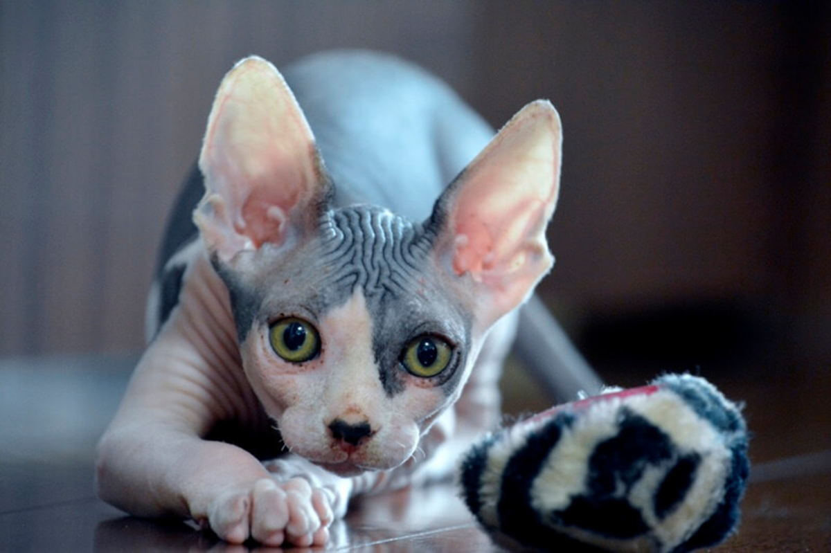 15 Rare Cat Breeds With Unique Features and Characteristics - HubPages