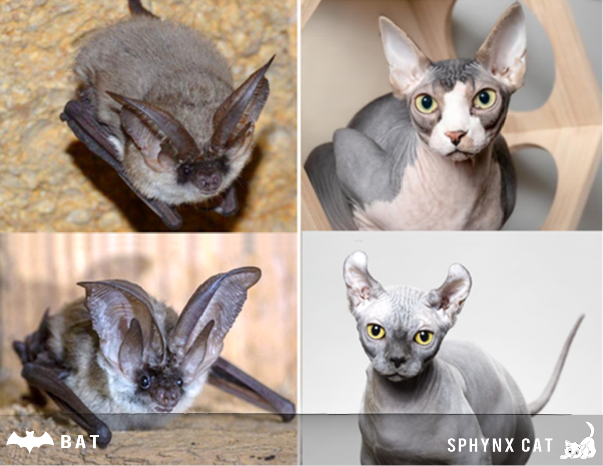 17 Kinds of Cat That Look Like Other Animals - HubPages