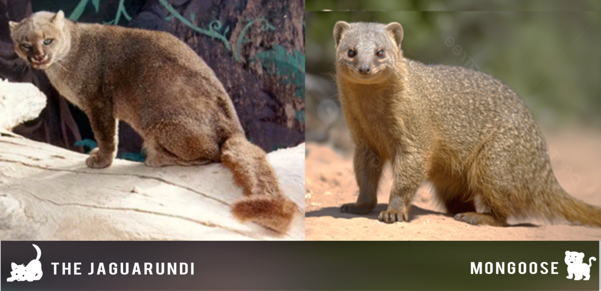 20 Cats That Look Like Wild Animals - HubPages