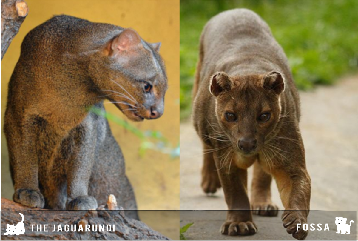 20 Cats That Look Like Wild Animals - HubPages