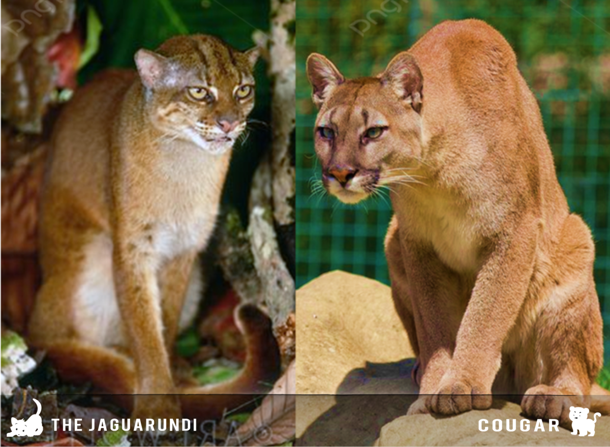 20 Cats That Look Like Wild Animals - HubPages