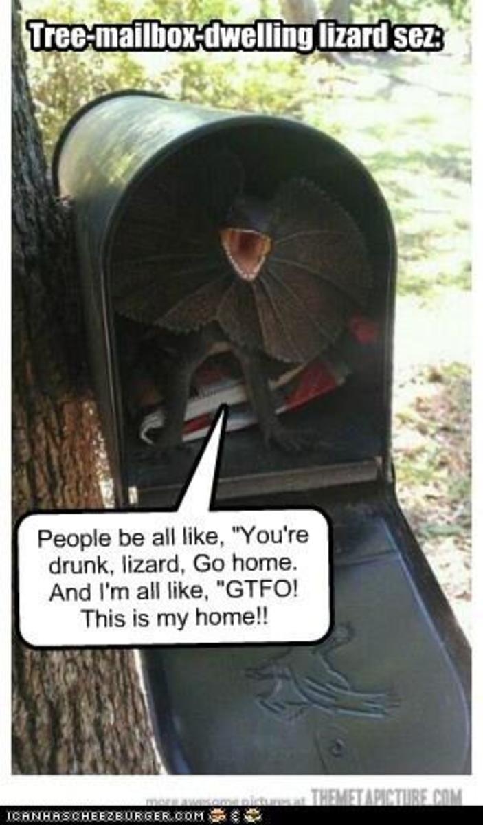 What's in Your Mailbox - Mailbox Infestations and More, Part 3 Cold and ...