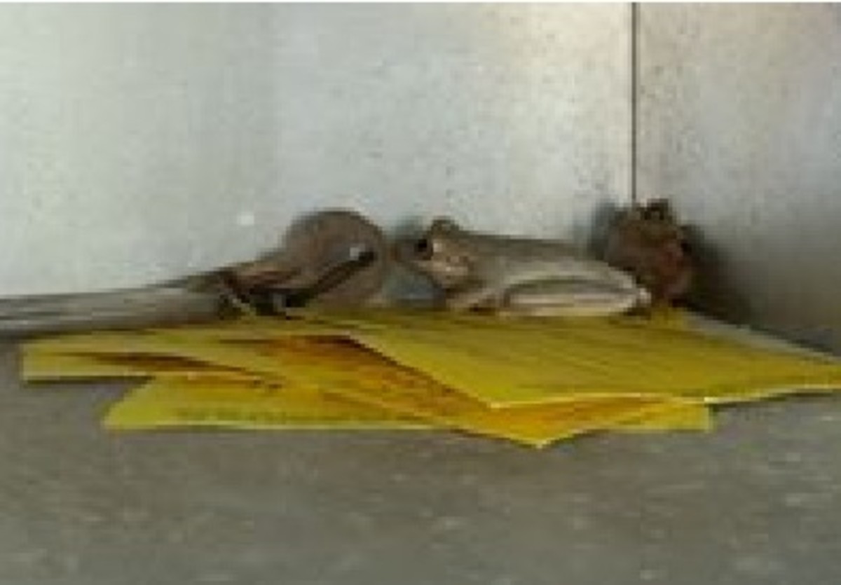 What's in Your Mailbox - Mailbox Infestations and More, Part 3 Cold and ...