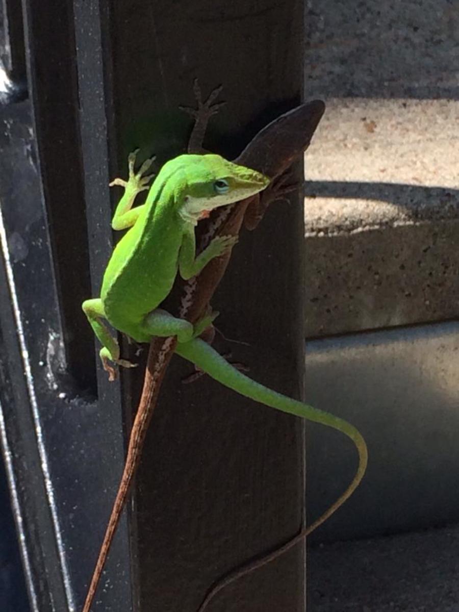 What's in Your Mailbox - Mailbox Infestations and More, Part 3 Cold and ...