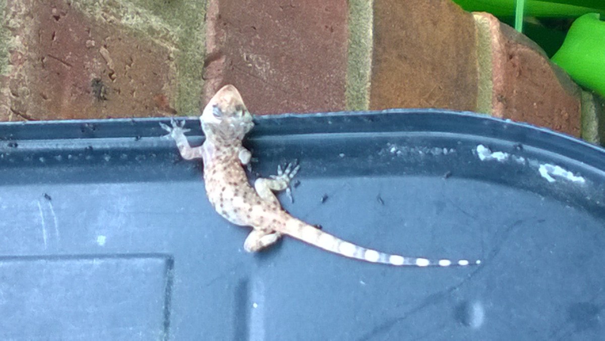 What's in Your Mailbox - Mailbox Infestations and More, Part 3 Cold and ...