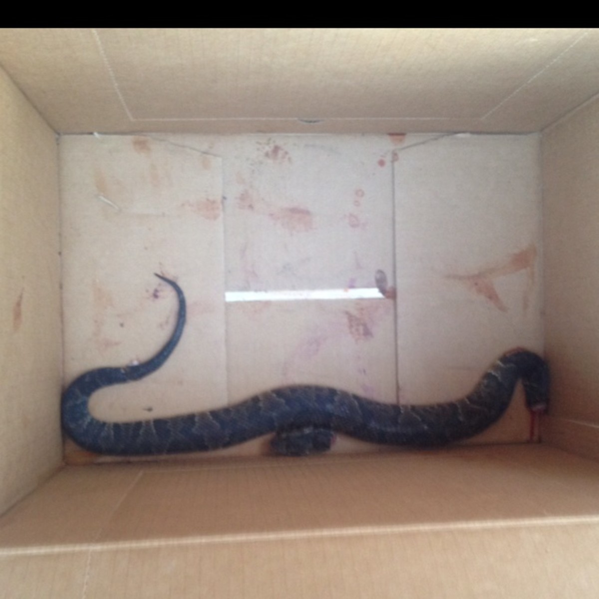 What's in Your Mailbox - Mailbox Infestations and More, Part 3 Cold and ...