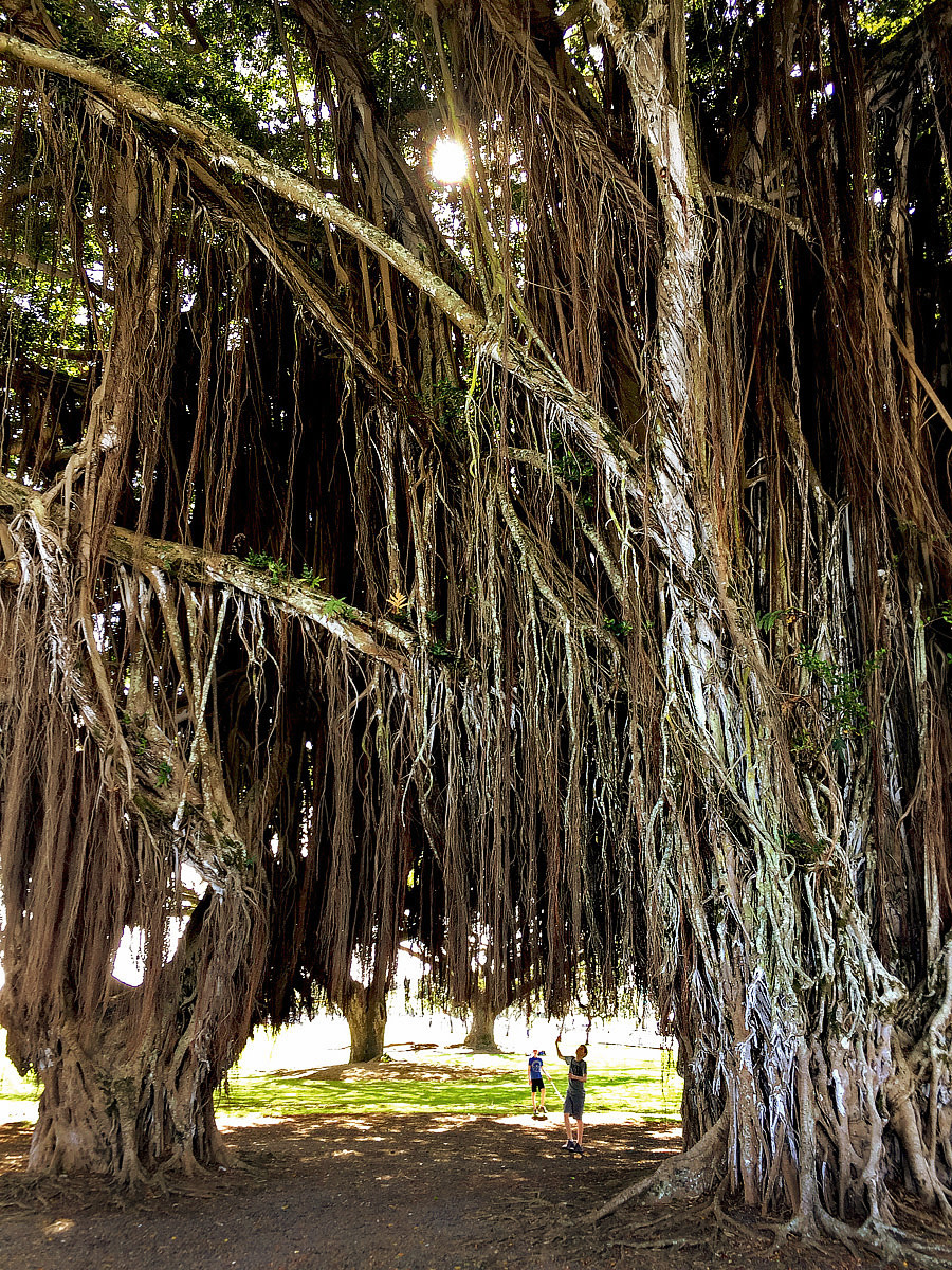 Hawaii: Once Upon A Time In Hilo - HubPages