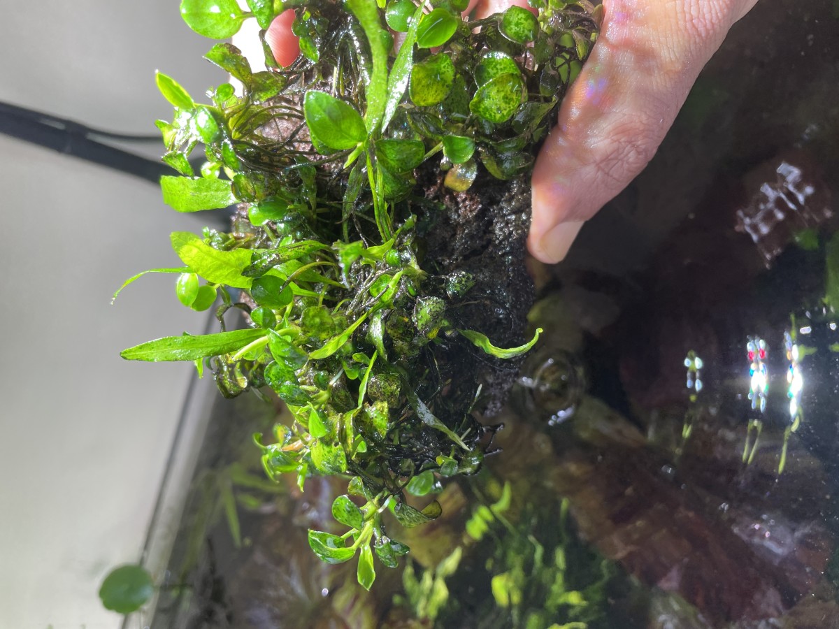 Turning Passion into Profit: 7 Ways to Monetize Your Aquarium Hobby ...