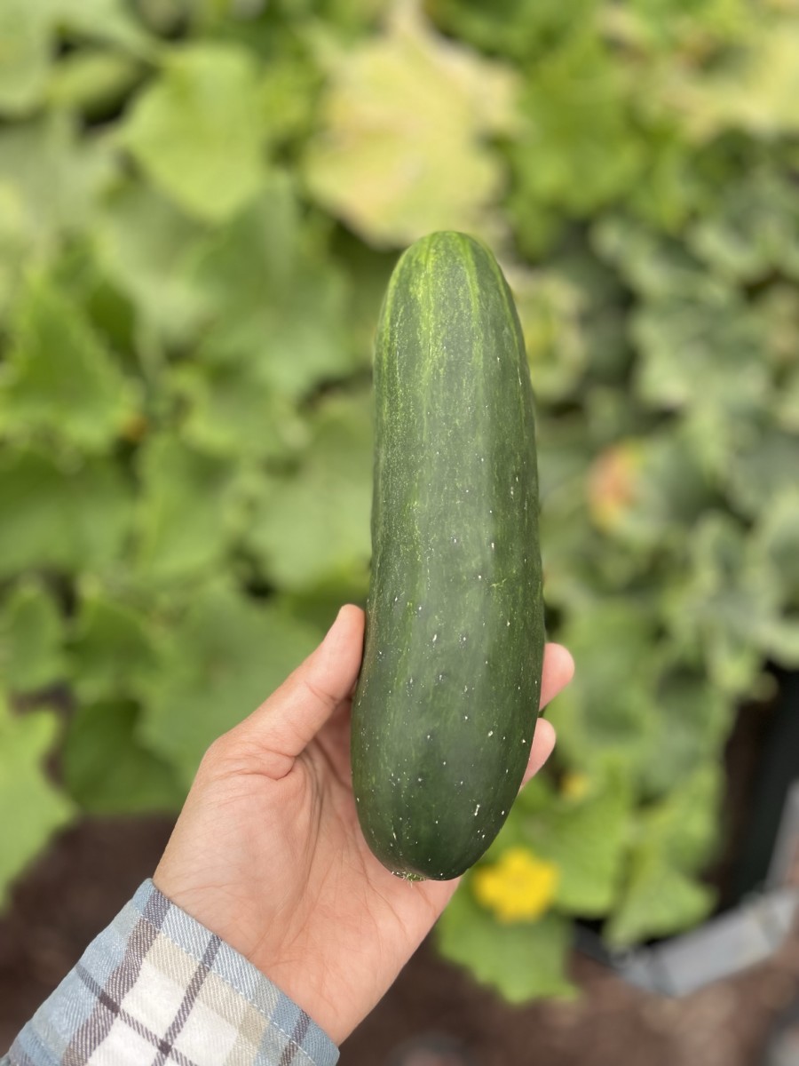 September is National Organic Harvest Month - HubPages