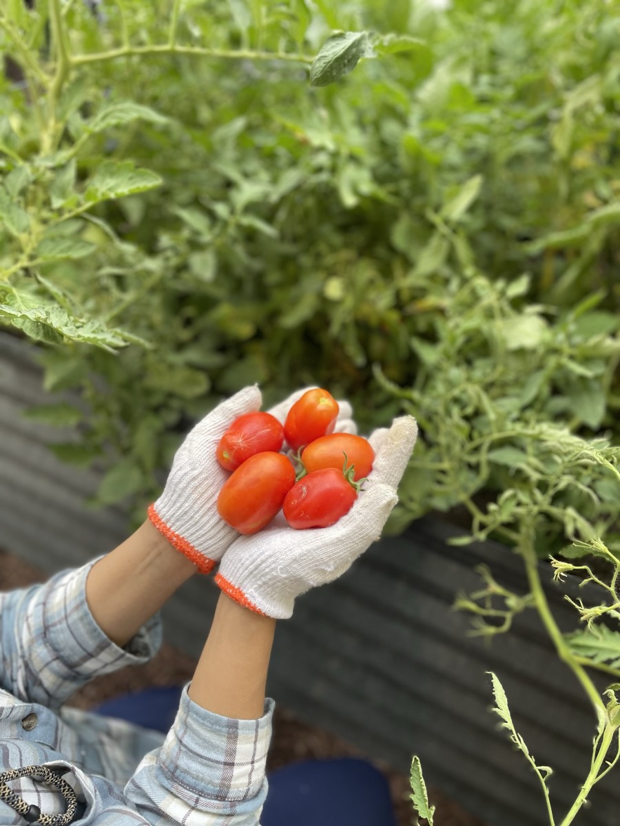 September is National Organic Harvest Month - HubPages