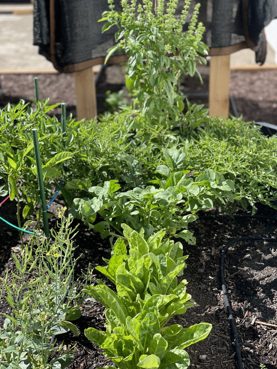 September is National Organic Harvest Month - HubPages