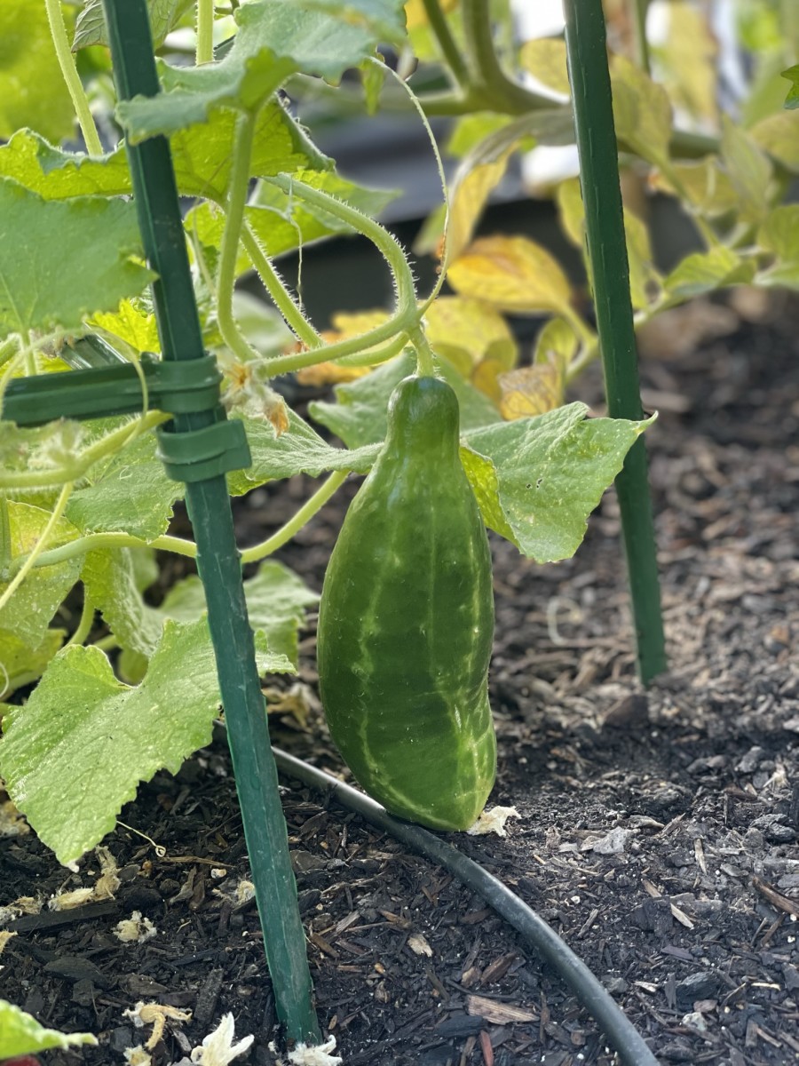 September is National Organic Harvest Month - HubPages