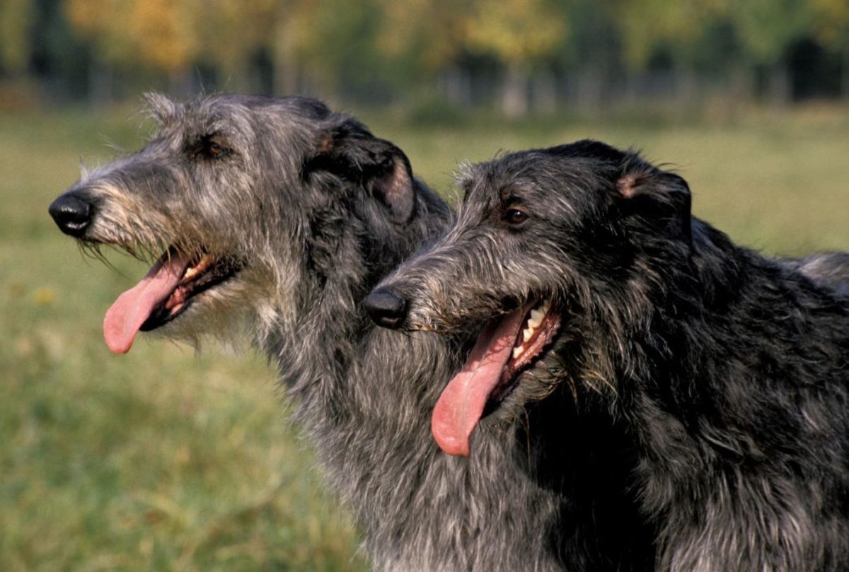 Exploring the Scottish Deerhound: History, Characteristics, and Care ...