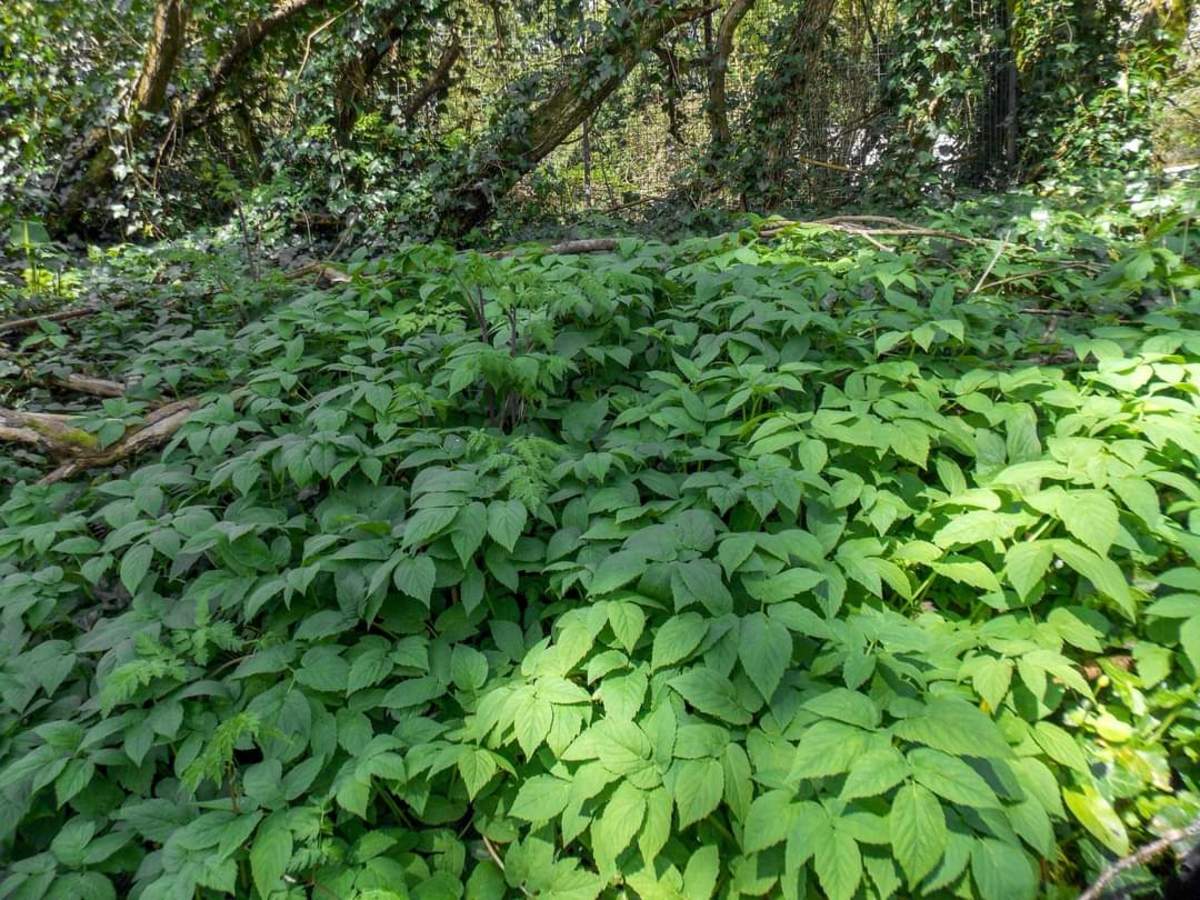 The Top 10 Most Common Foraging Mistakes and How to Avoid Them - HubPages