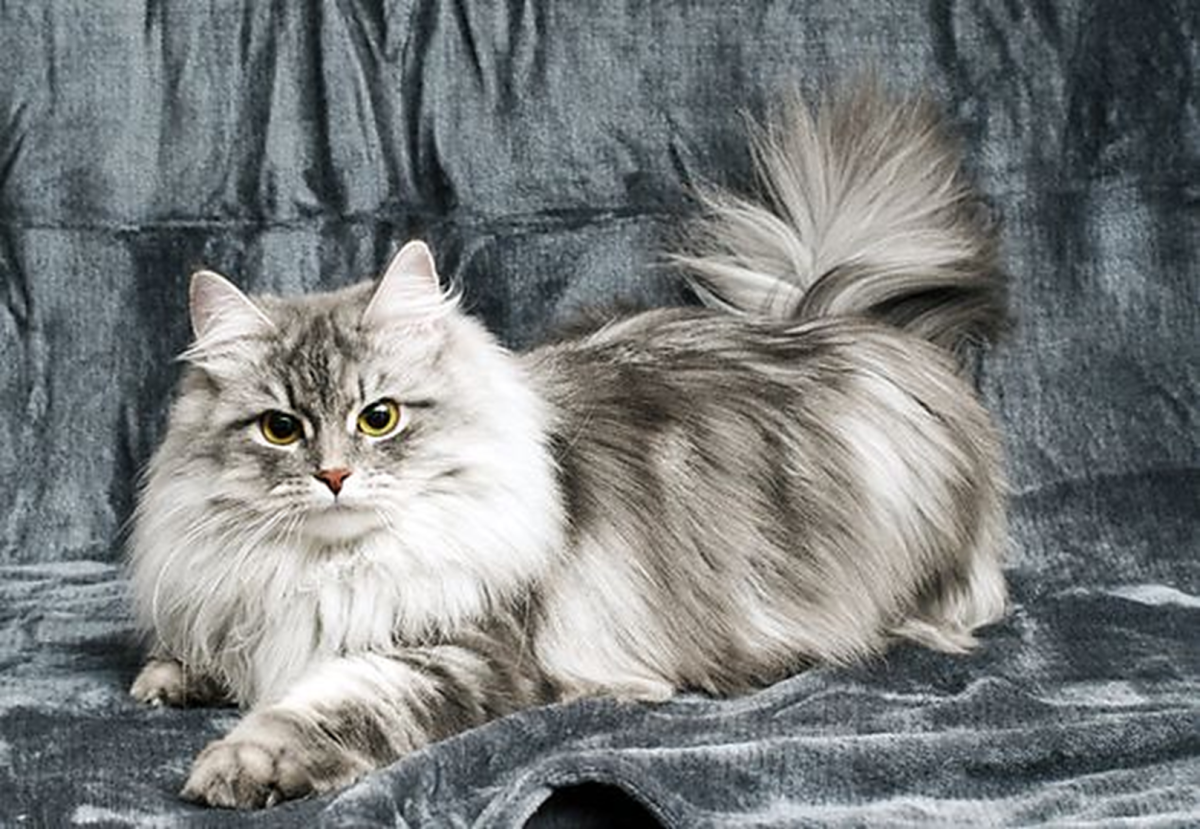 11 Largest Domestic Cat Breeds in the World - HubPages