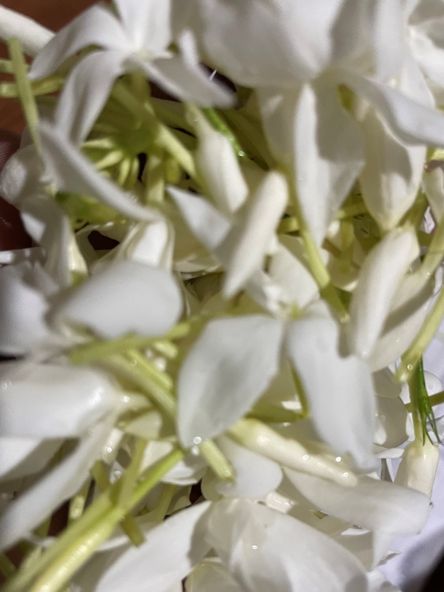 Joy and Benefits of Gardening with Medicinal Plants at Our Courtyard ...