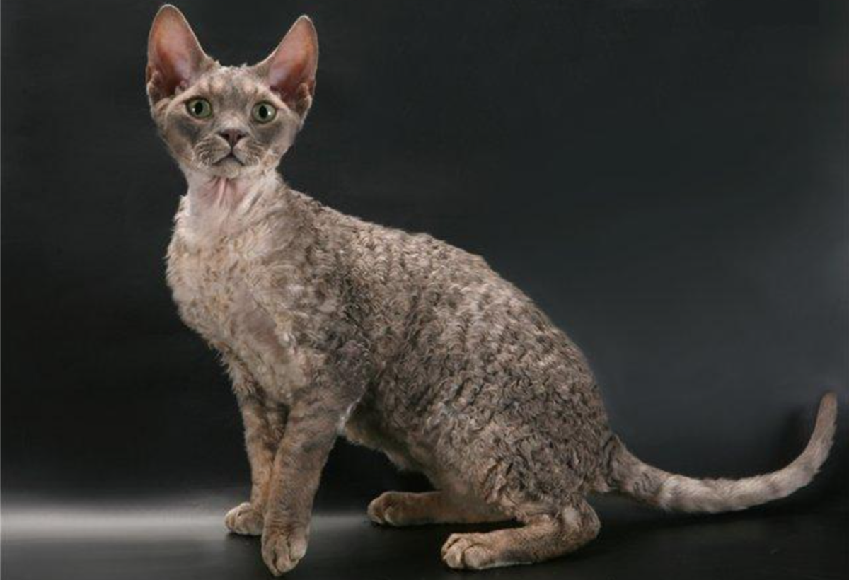 11 Curly-Haired Cat Breeds - HubPages