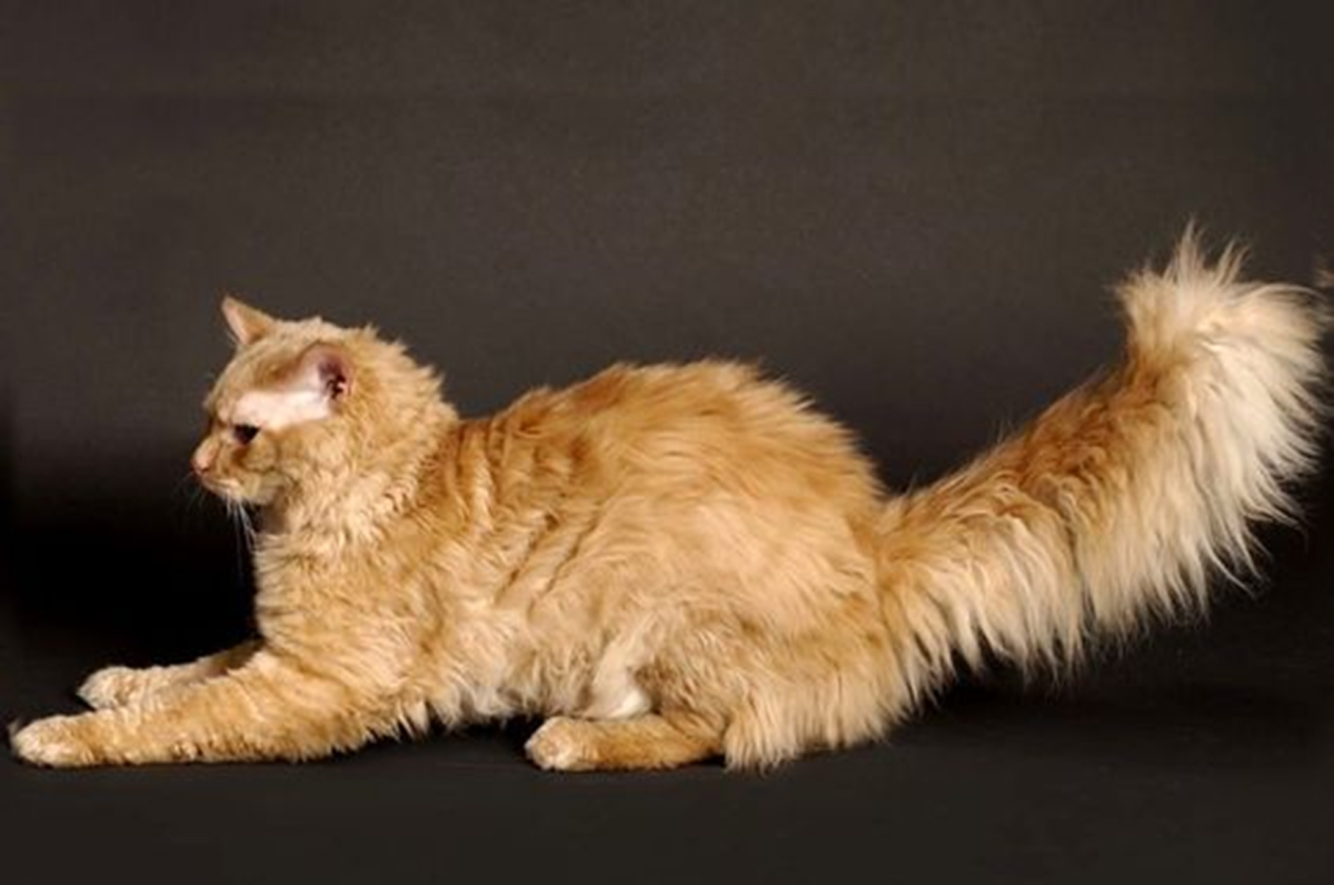 11 Curly-Haired Cat Breeds - HubPages