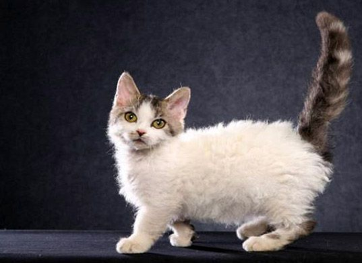 11 Curly-Haired Cat Breeds - HubPages
