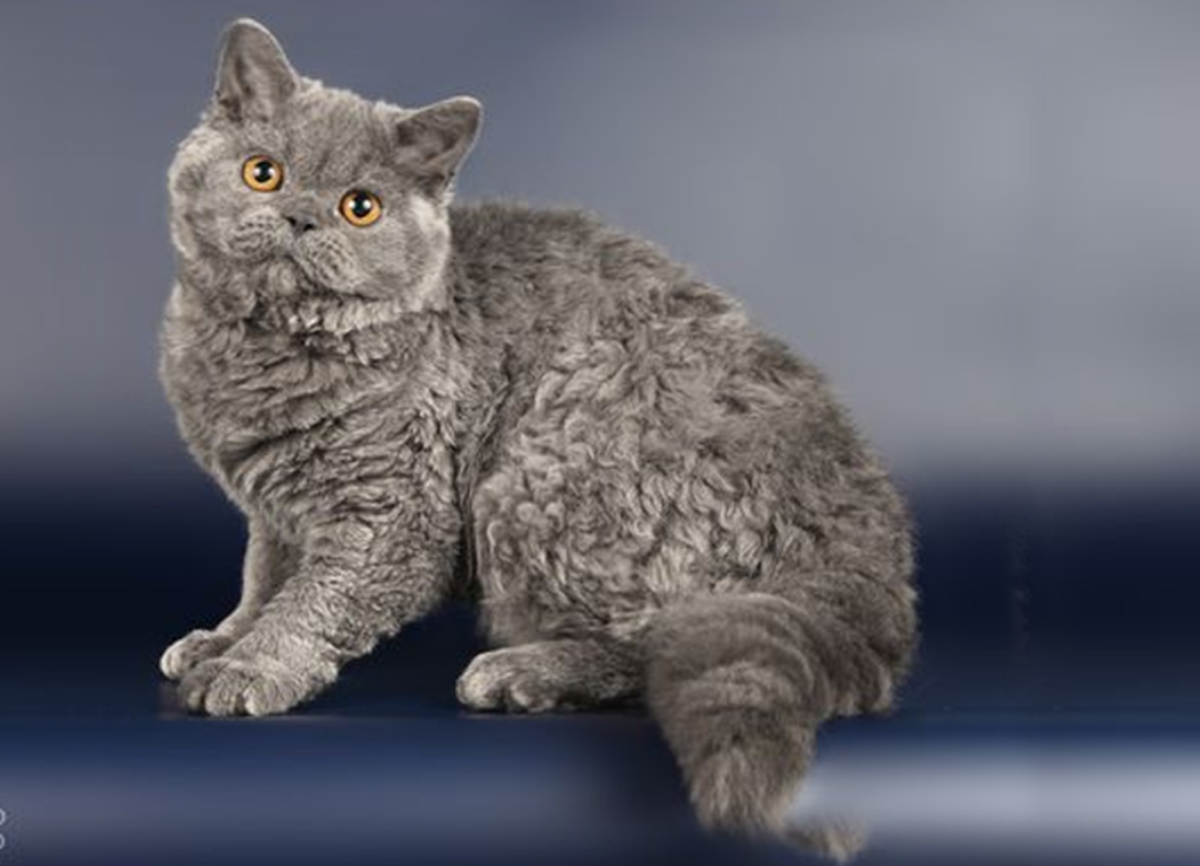 11 Curly-Haired Cat Breeds - HubPages