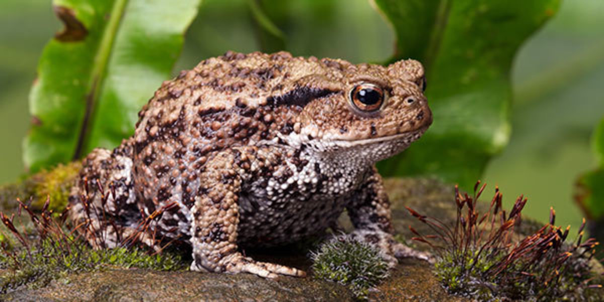 Frogs Vs Toads: What's the Difference? - HubPages