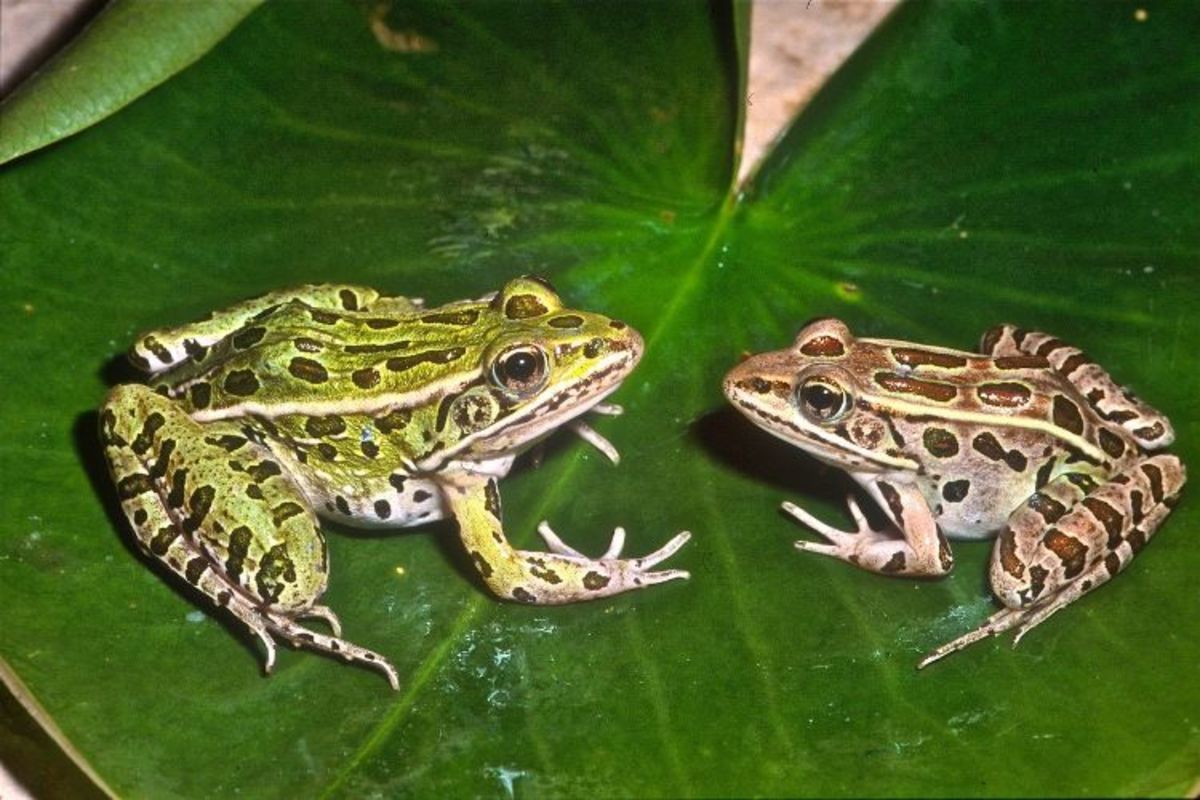 Frogs Vs Toads: What's the Difference? - HubPages