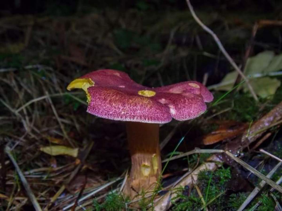 The Many Colours of Fungi: Exploring Pigments - HubPages
