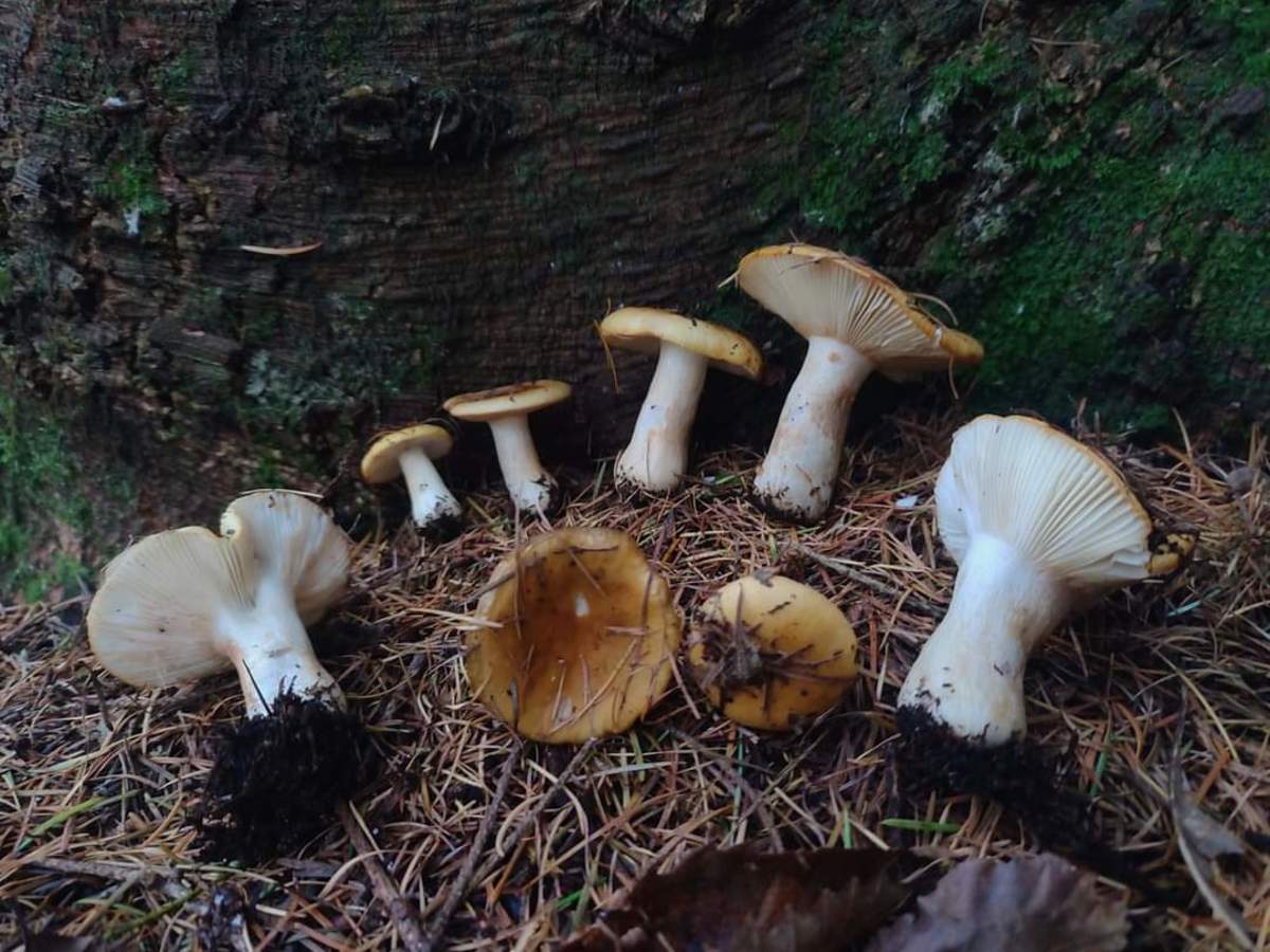 The Many Colours of Fungi: Exploring Pigments - HubPages