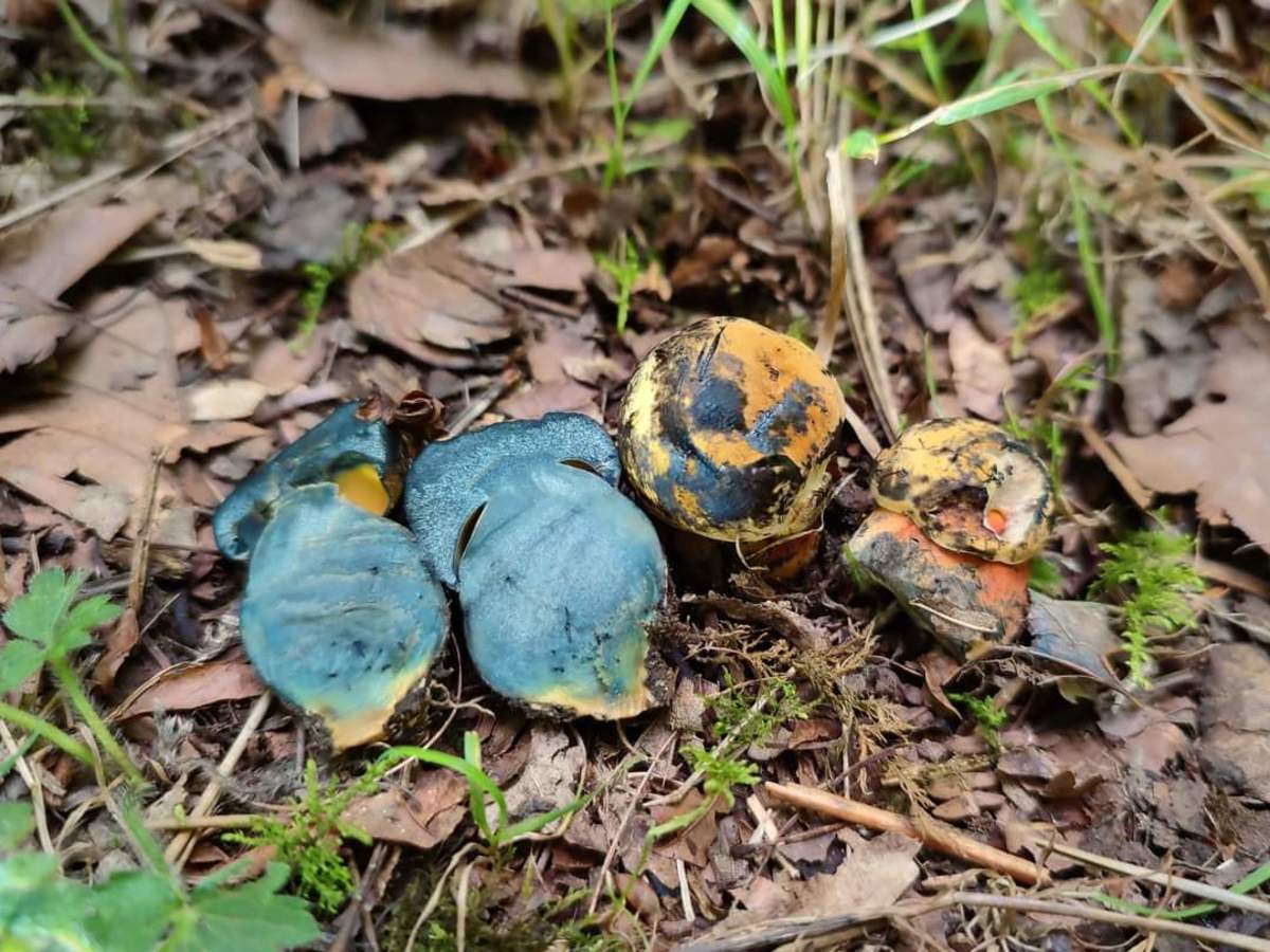 The Many Colours of Fungi: Exploring Pigments - HubPages